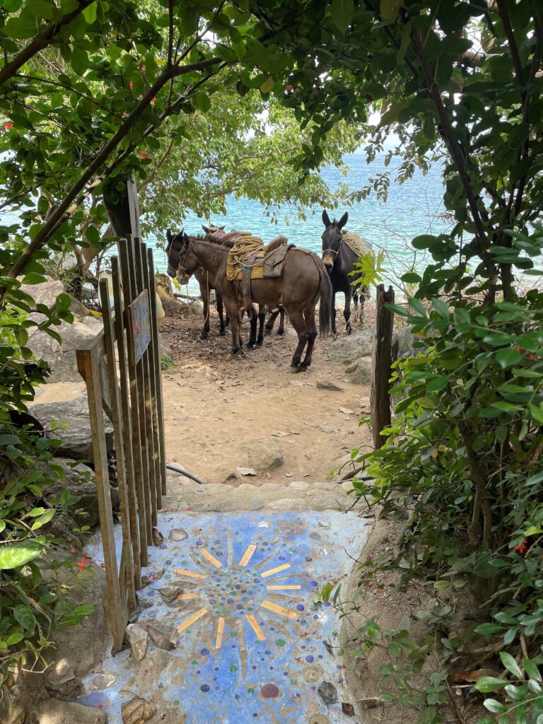 Yelapa Ubers waiting by Casa Isabel gate. February 2022 – Van Winkle ...